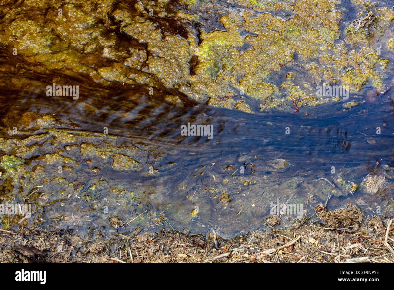 Parasitic green alga hi-res stock photography and images - Alamy