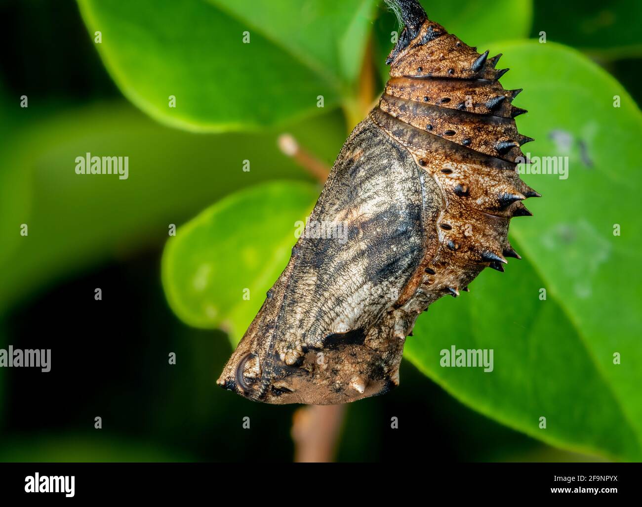 Chrysalis butterfly hi-res stock photography and images - Alamy