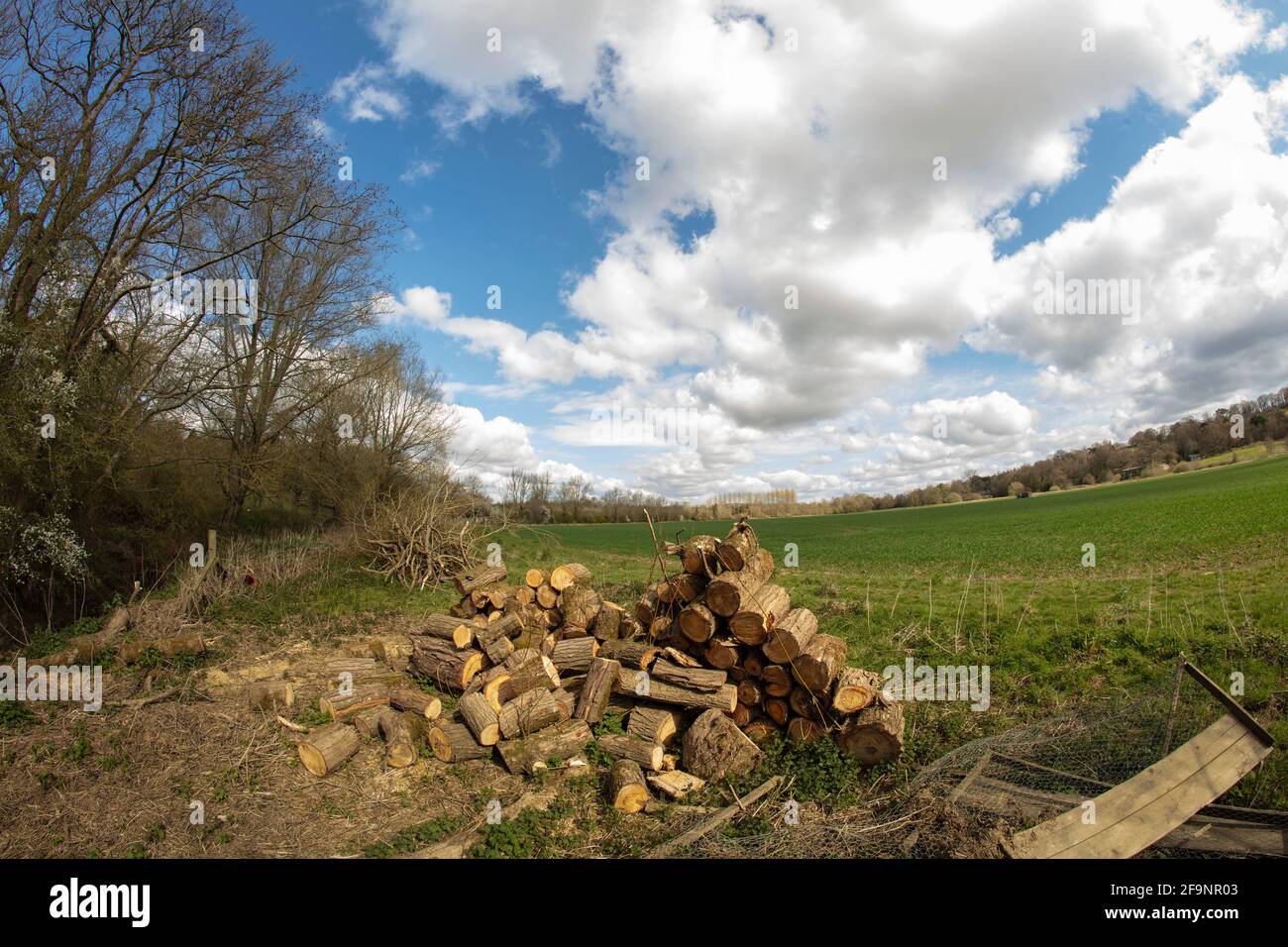 Found natural still-life photograph of cut logs from tree management ...