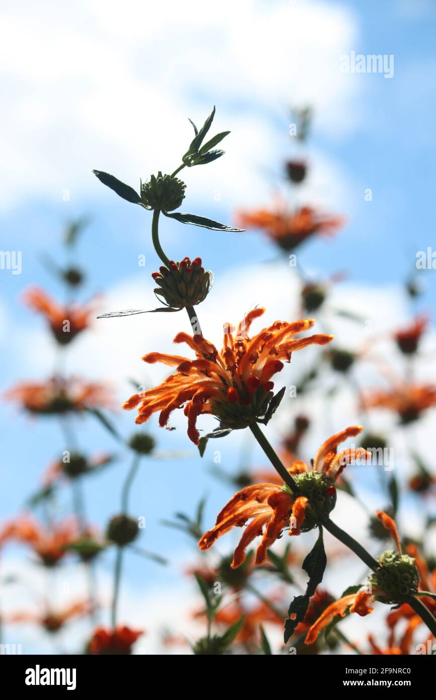Leonotis Leonurus Lions Tail High Resolution Stock Photography and ...
