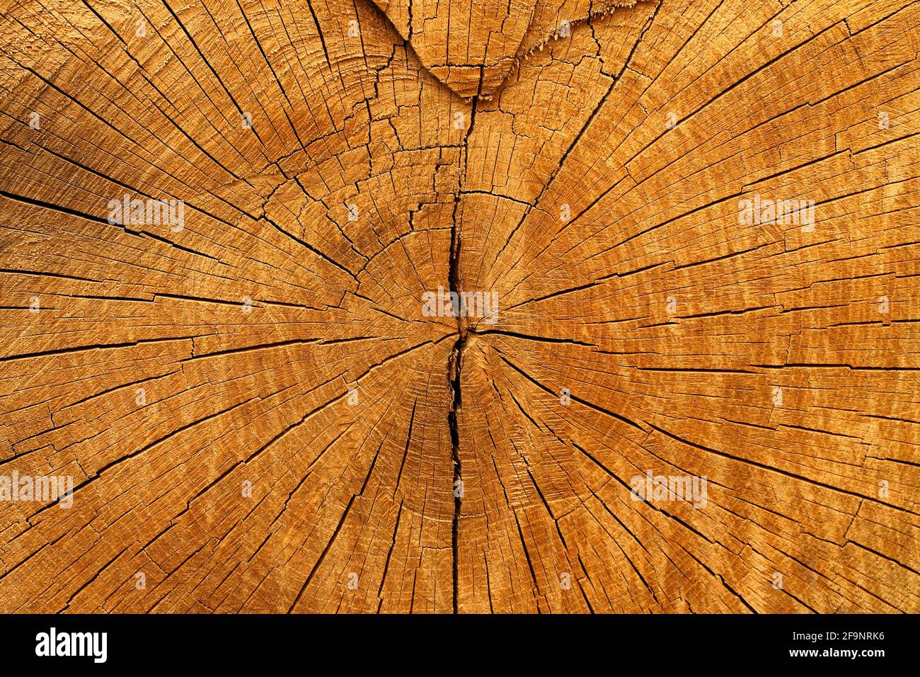 Texture background of wooden log close-up Stock Photo - Alamy