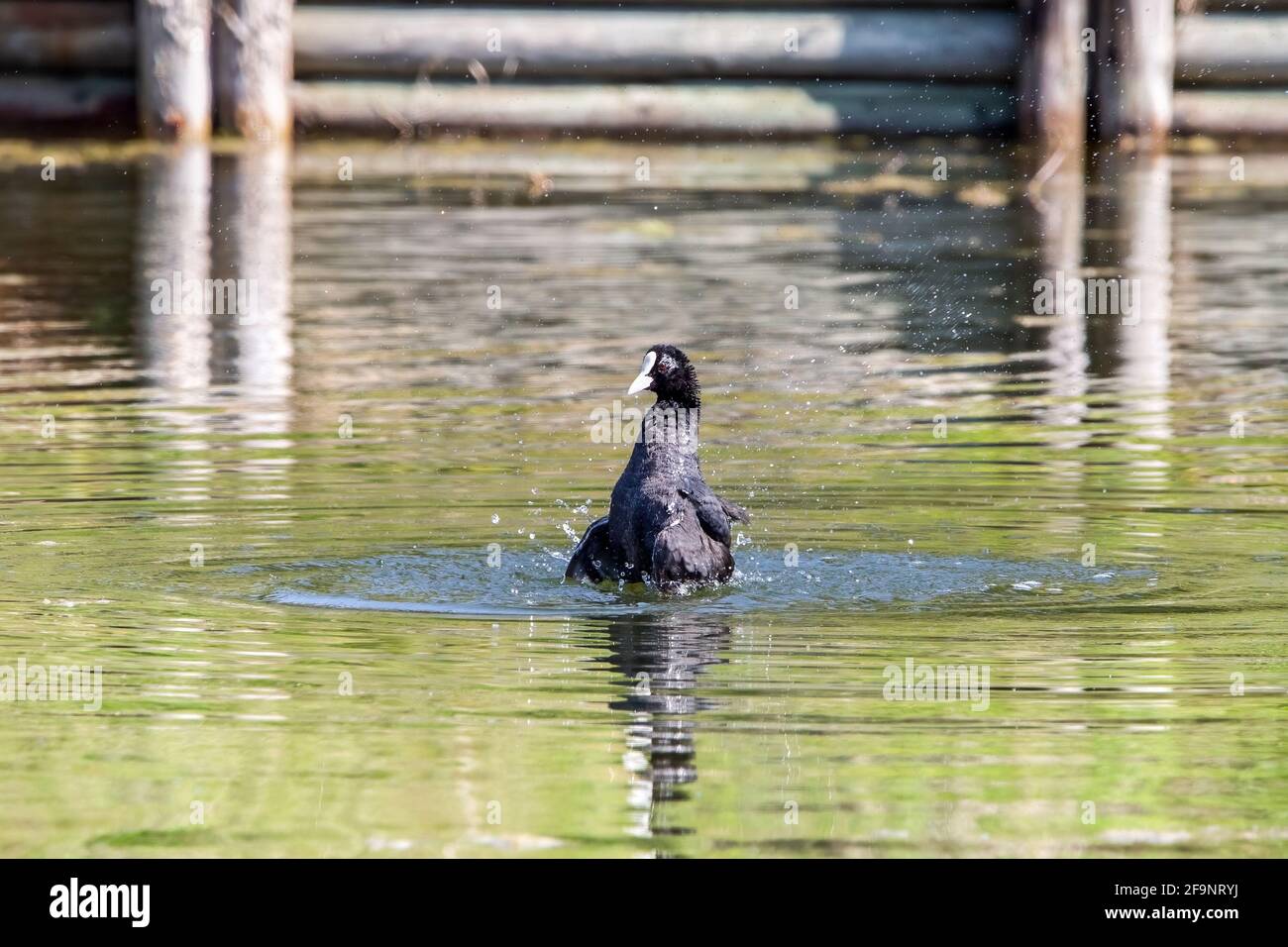A Coot preening and washing its feather in a lake Stock Photo - Alamy