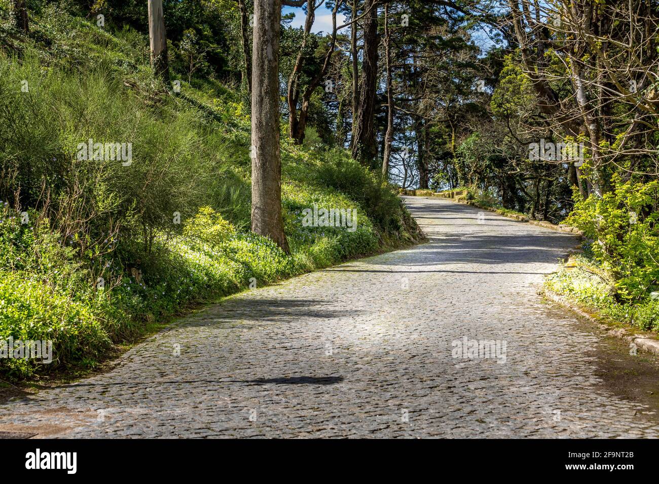 Dark forest sun rays hi-res stock photography and images - Alamy