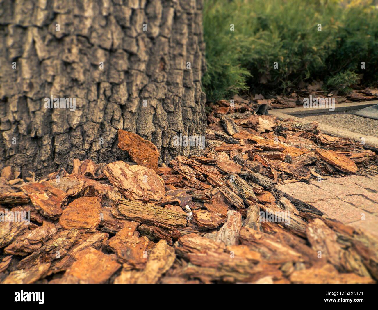 Design of park with mulch from natural pine brown bark close-up. Pine ...