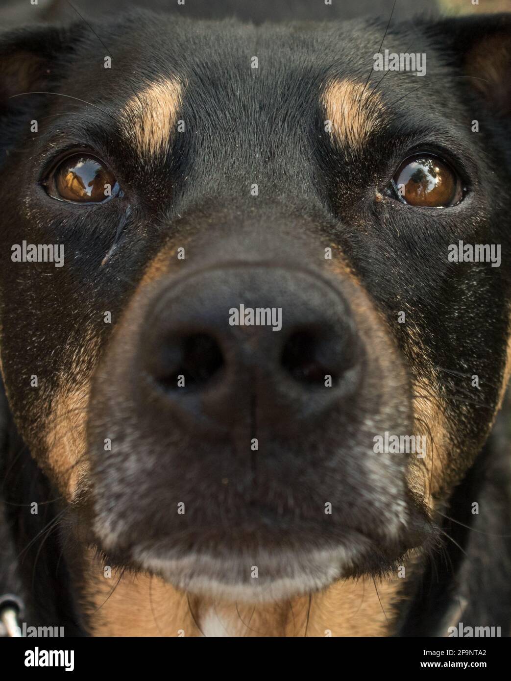 Extreme close up black dog hi-res stock photography and images - Alamy