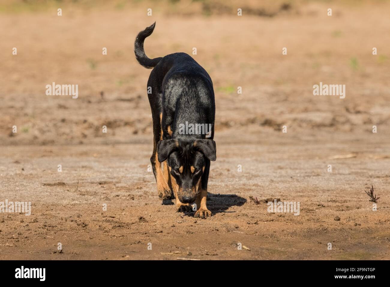 How Do Police Dogs Track A Scent