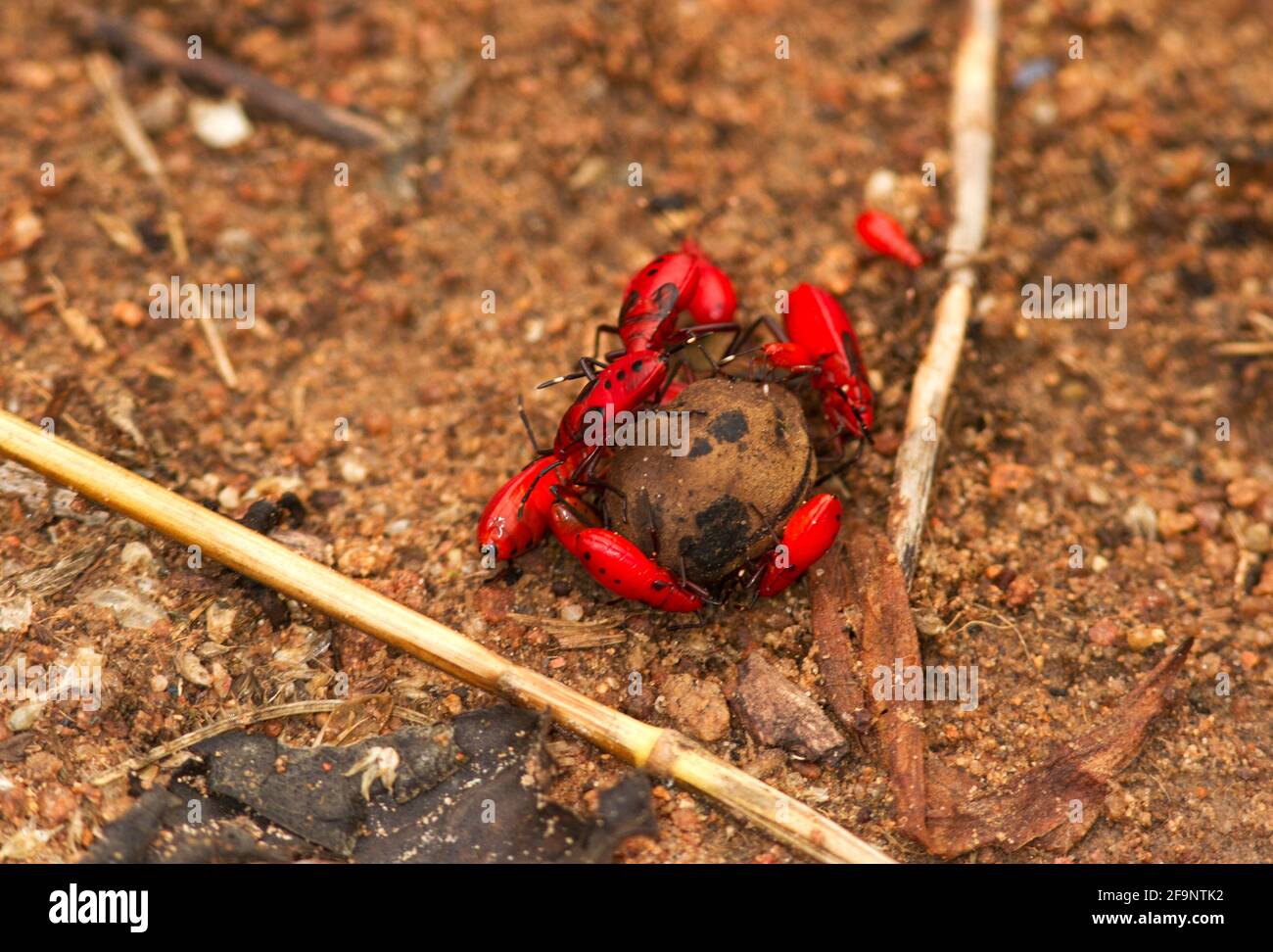 One of thirty five species of similar tropical Cotton Stainer bugs, the ...