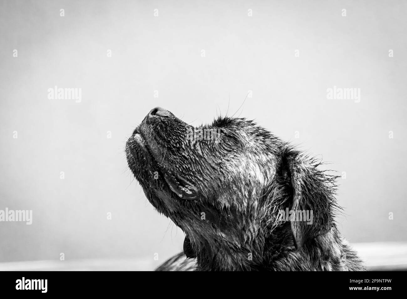 The face of a wet mastiff dog stretching his nose into the air for a ...