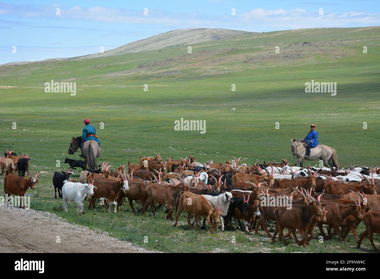 Child nomadic herders with on horseback with livestock on the steppes ...
