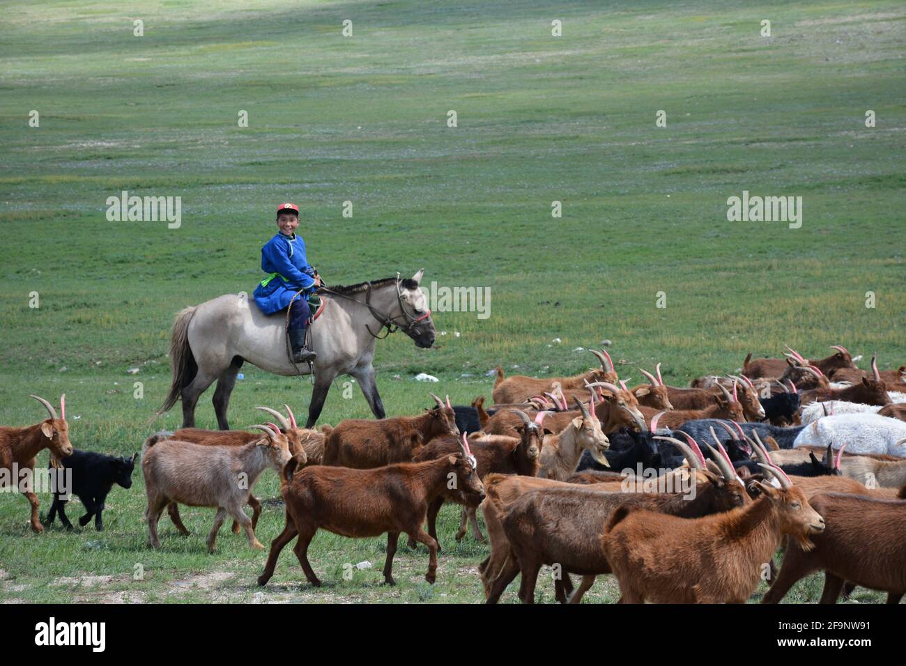 Child nomadic herders with on horseback with livestock on the steppes ...