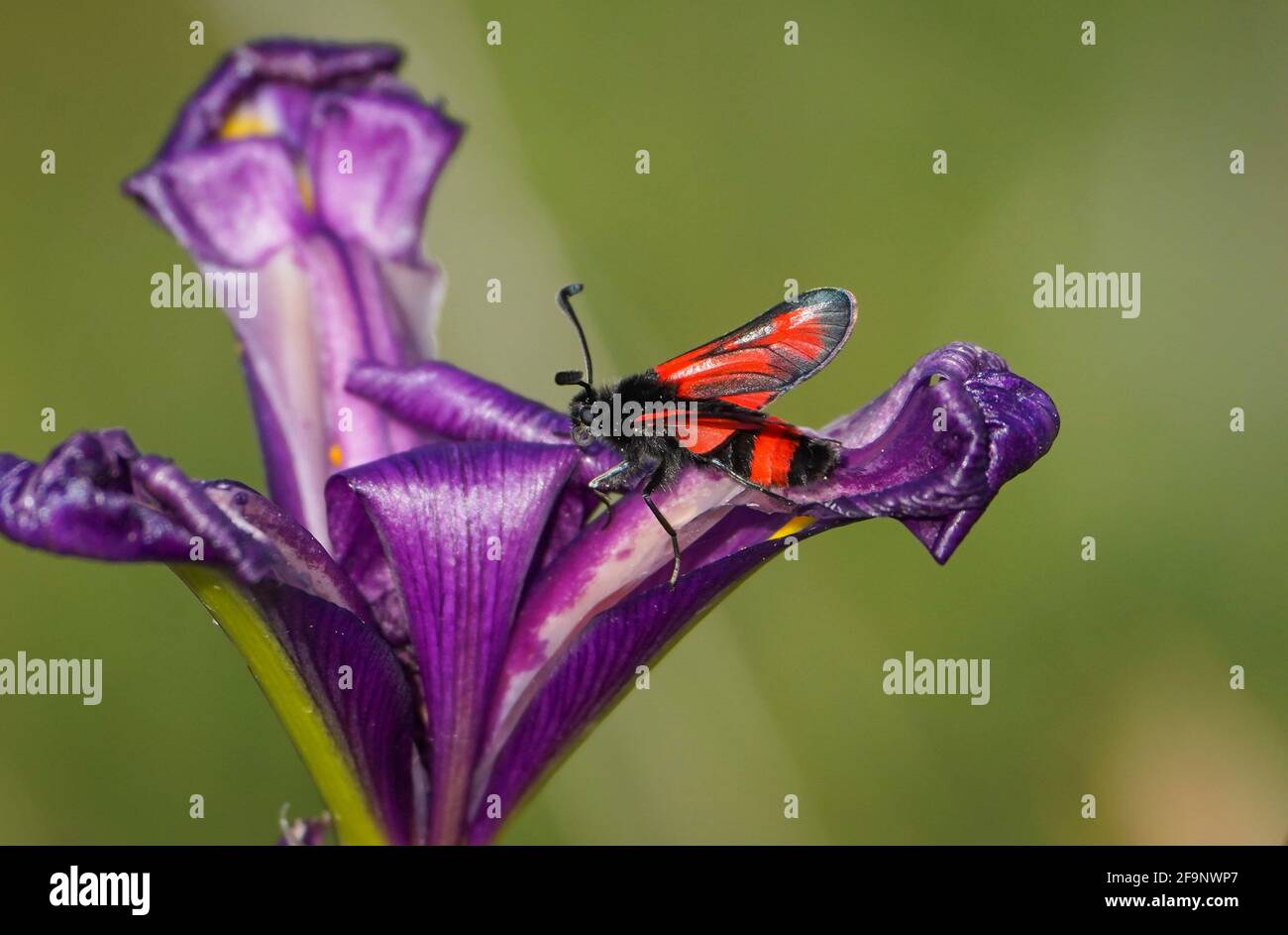 Sarpedon hi-res stock photography and images - Alamy