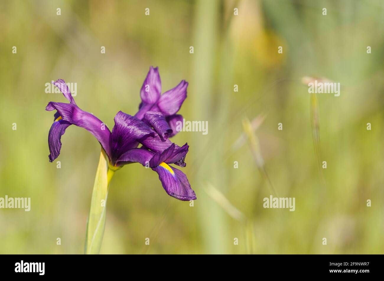 Iris xiphium, Spanish iris flowering in spring in field in Spain Stock ...