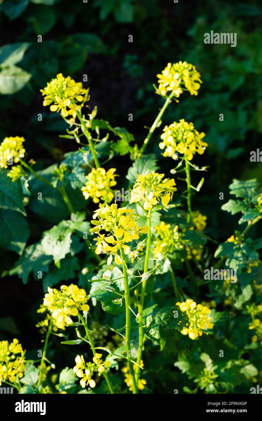 Closeup view hi-res stock photography and images - Alamy