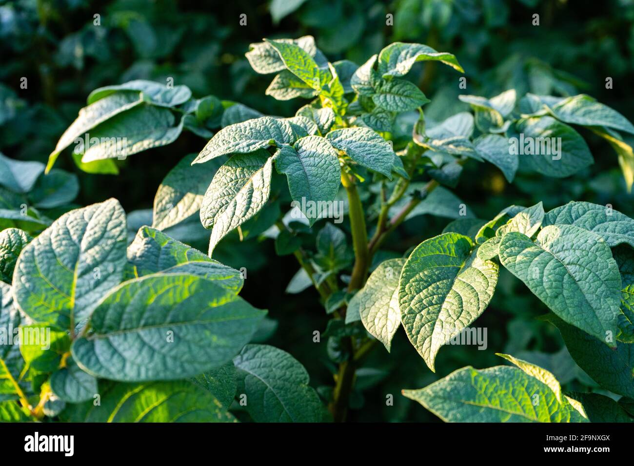 Potato leaves. Green leafs of potatoes as background Stock Photo - Alamy