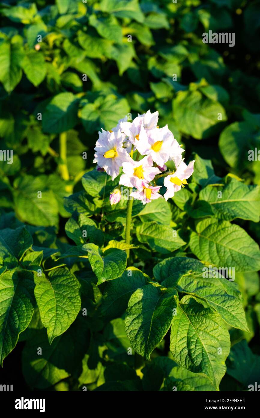 Flowering potato bushes. Potato bush blooming with white flowers Stock ...