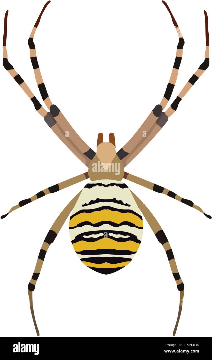 Argiope bruennichi illustration hi-res stock photography and images - Alamy