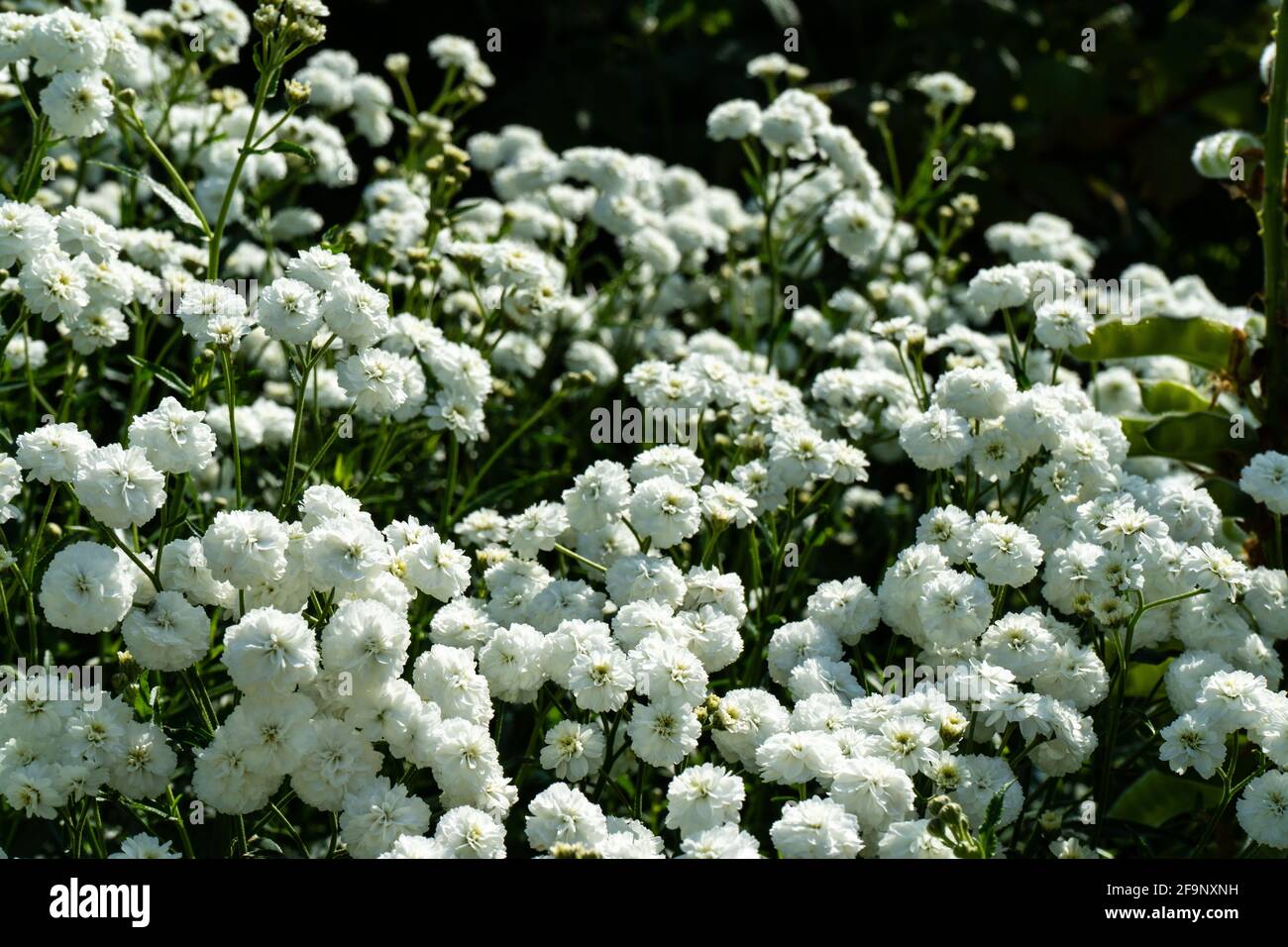 Iberis sempervirens white flowering plant. Spring white Iberis flower ...