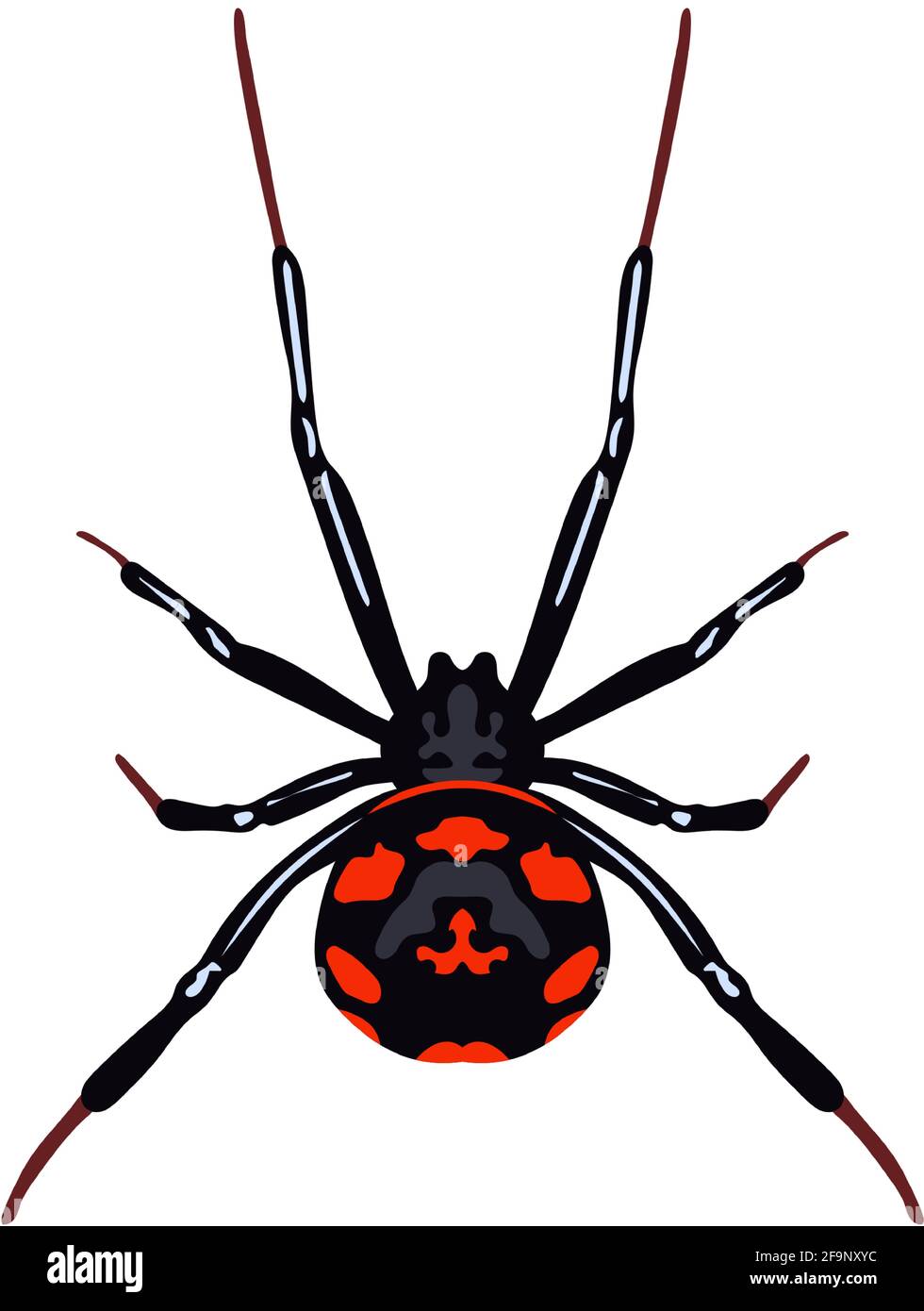 Vector spider latrodectus tredecimguttatus insect species illustration ...