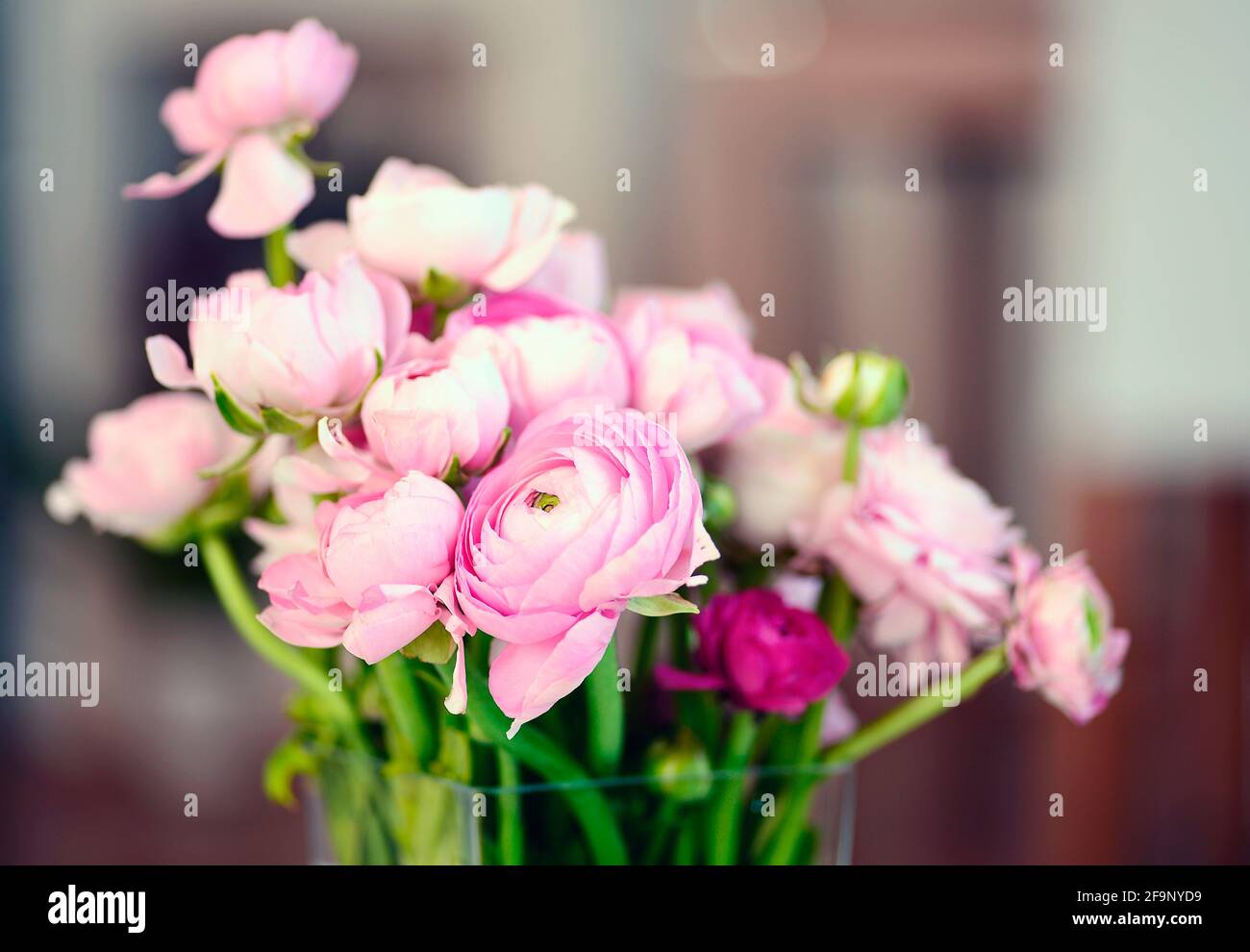 Persian buttercup flower in a vase close up Stock Photo - Alamy