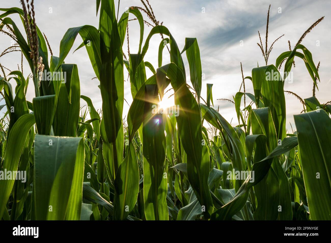 green corn leaves against evening sky with sunbeam in summer, close up ...
