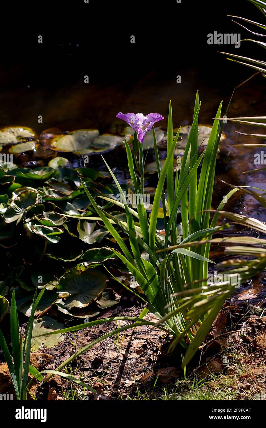 Water iris, louisiana iris, growing at edge of pond, water lilies ...