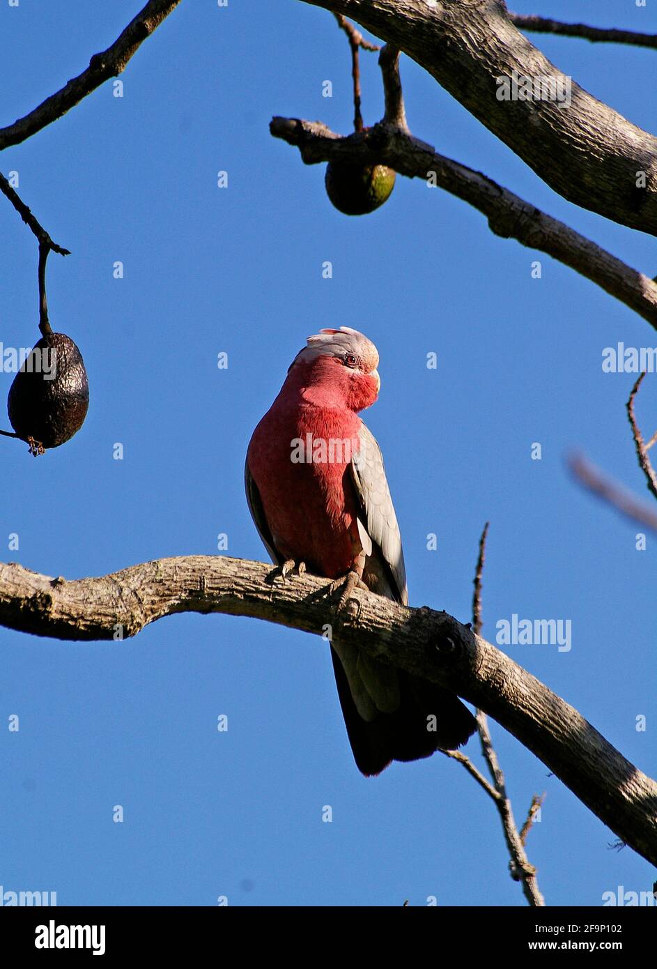 A Galah (Eolophus roseicapillus), rose-breasted cockatoo. Colourful ...