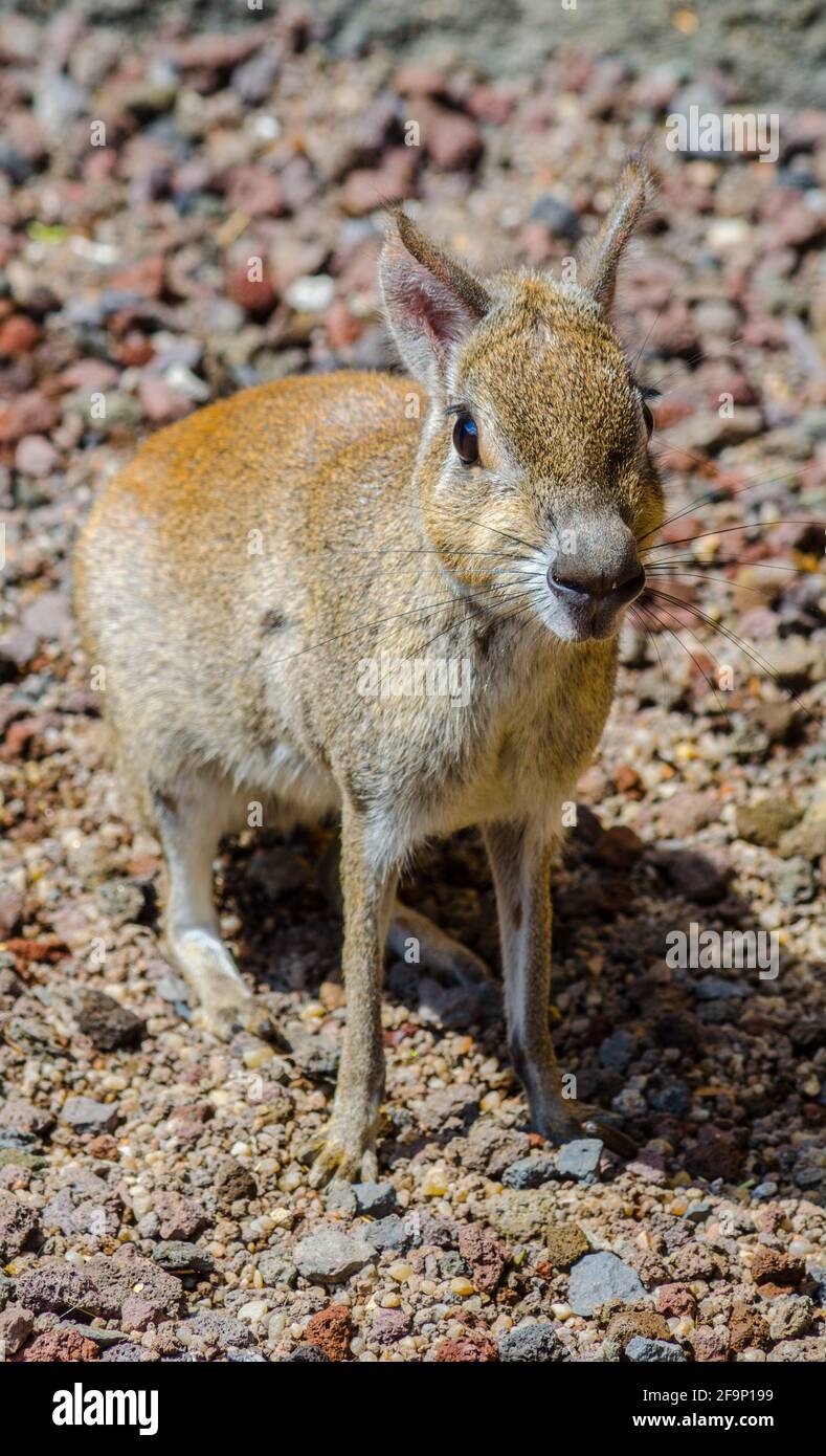 Chacoan mara hi-res stock photography and images - Alamy