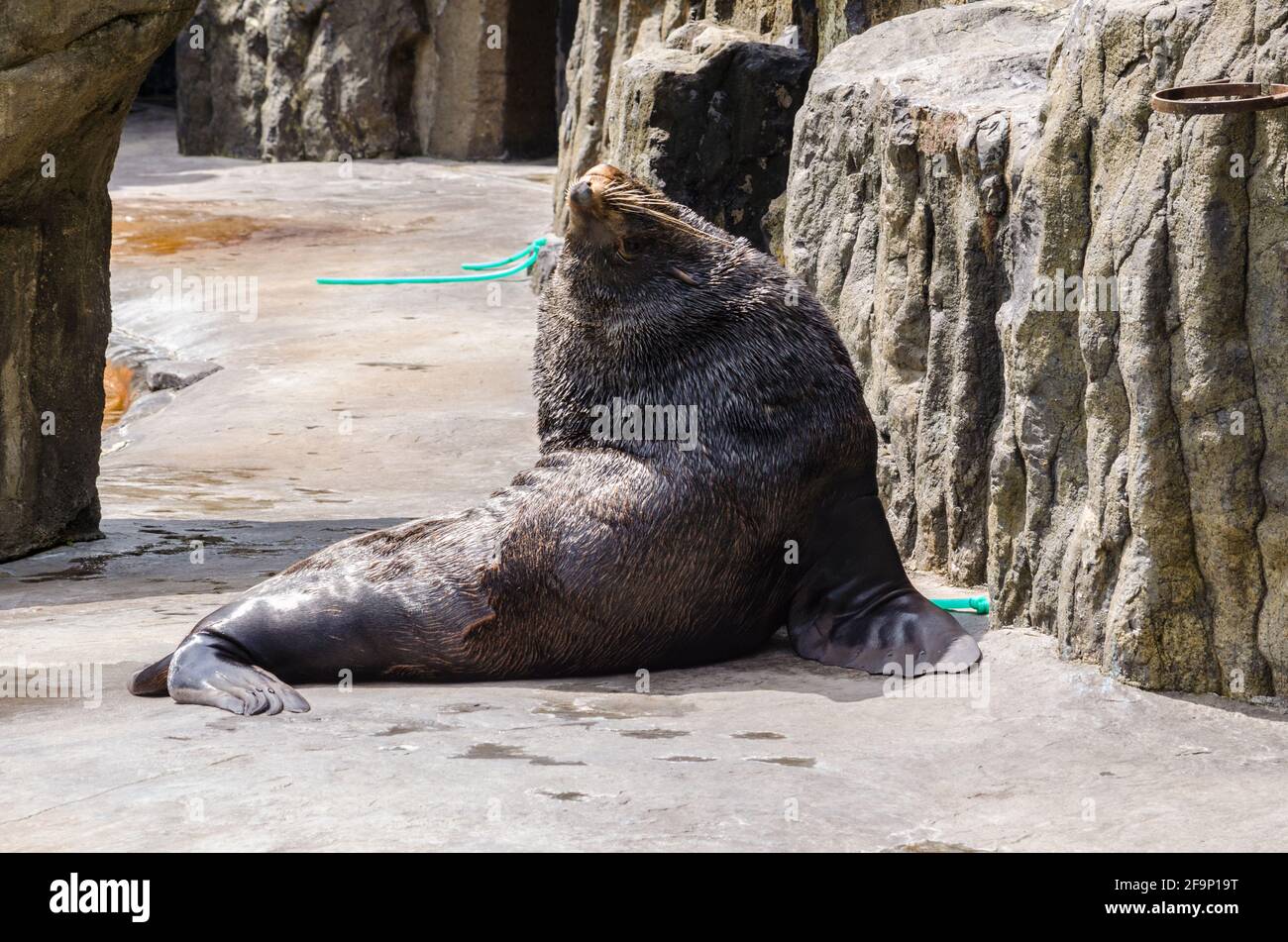 Brown Fur Seals (Arctocephalus pusillus) in ZOO Prague Stock Photo - Alamy