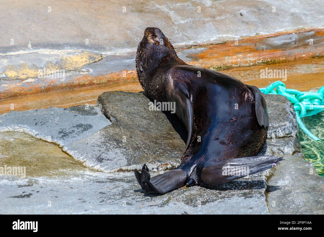 Brown fur seals hi-res stock photography and images - Alamy