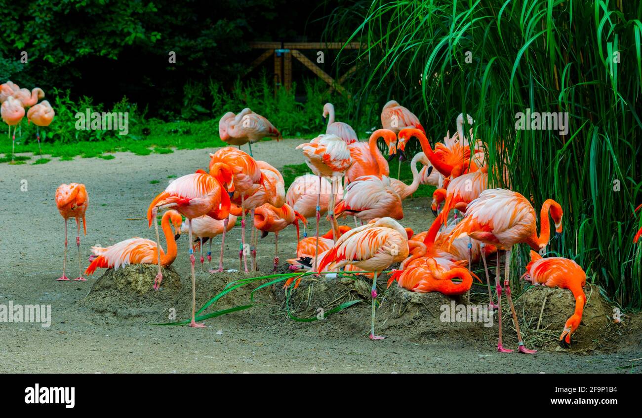 Zoo feature hi-res stock photography and images - Alamy