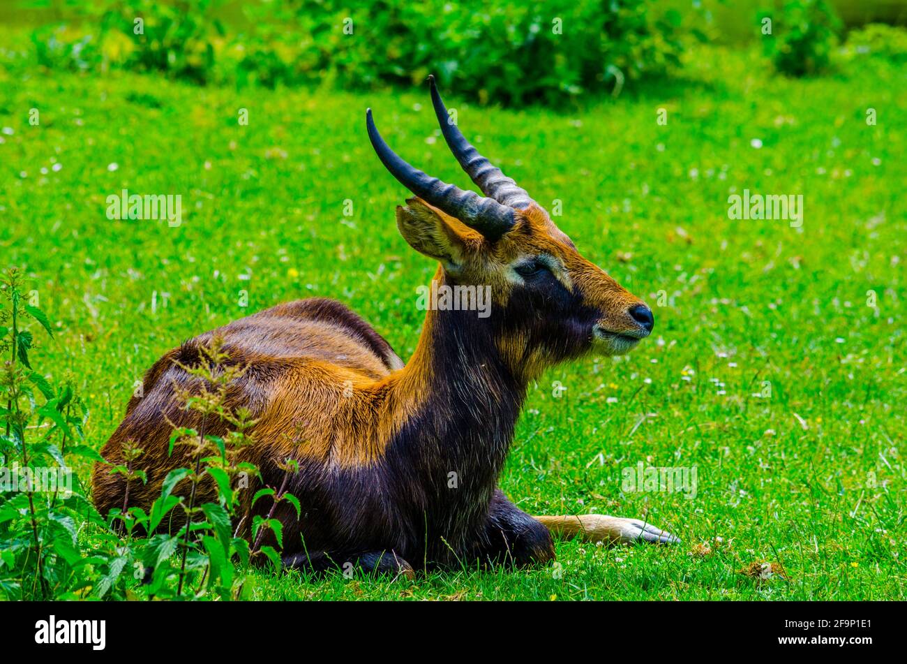 Nile lechwe africa hi-res stock photography and images - Alamy