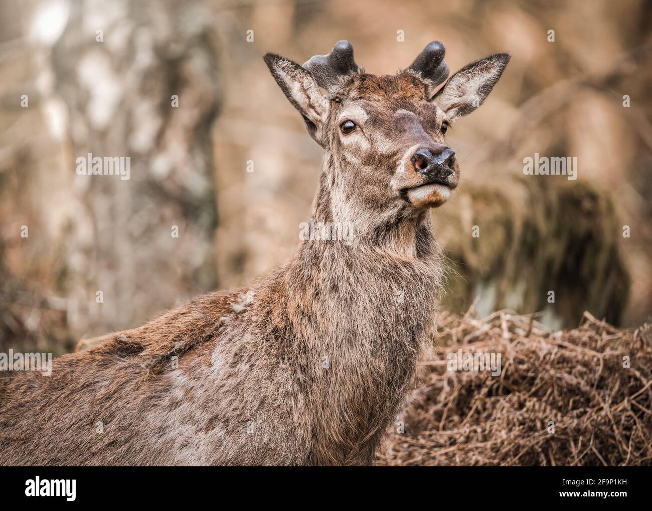 Wildlife derbyshire hi-res stock photography and images - Alamy
