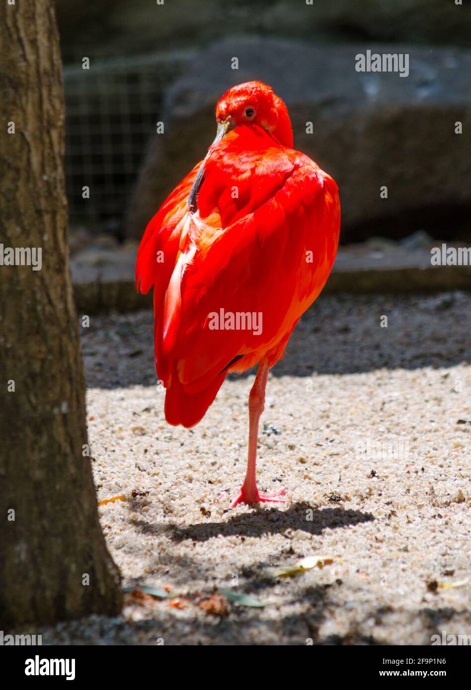 Scarlet ibis (Eudocimus ruber Stock Photo - Alamy