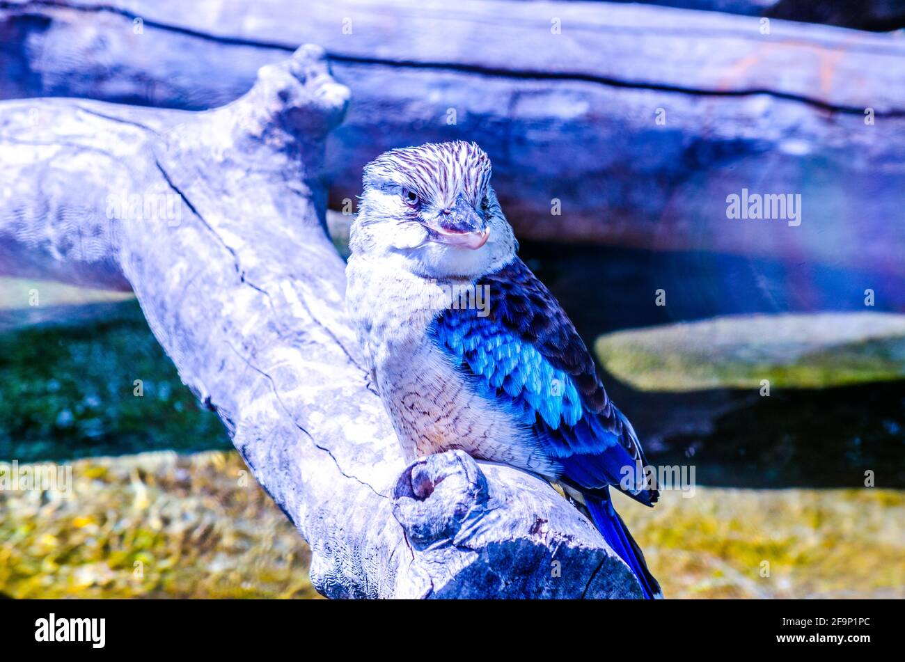 Giant kookaburra hi-res stock photography and images - Alamy