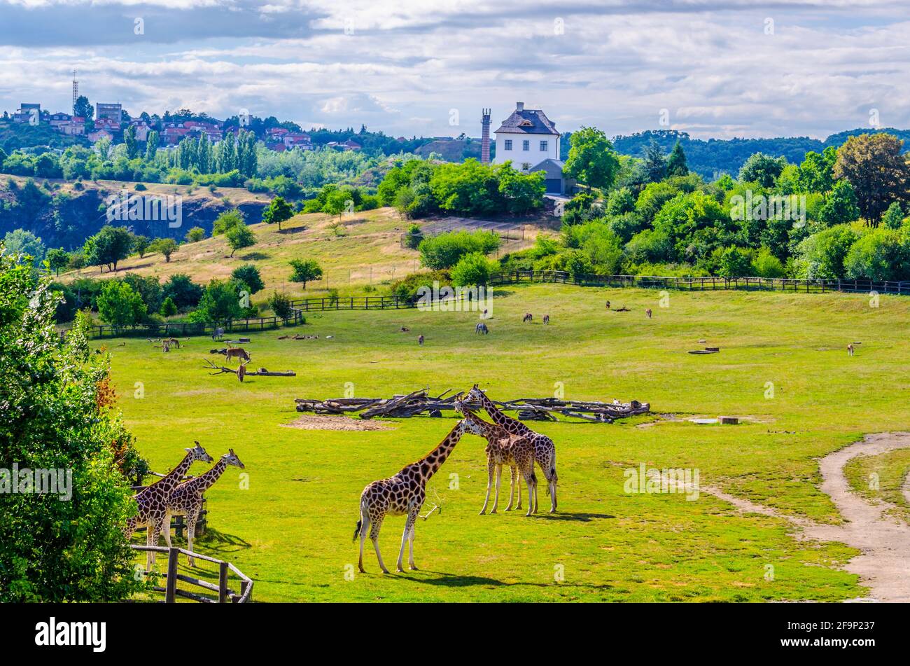 A group of giraffes, outdoor Zoo, Prague Stock Photo - Alamy
