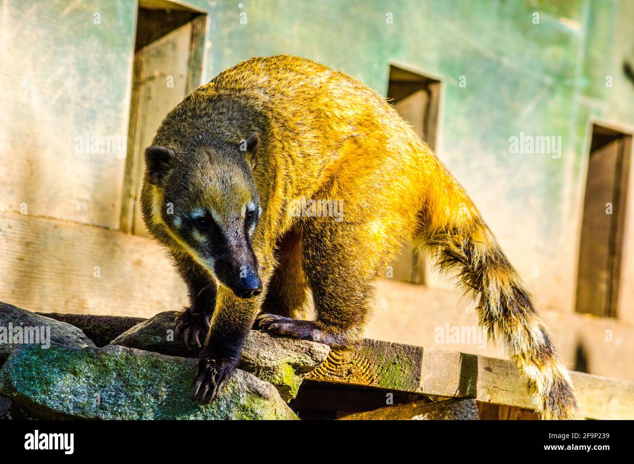 South American coati (Nasua nasua), also known as the ring-tailed coati ...