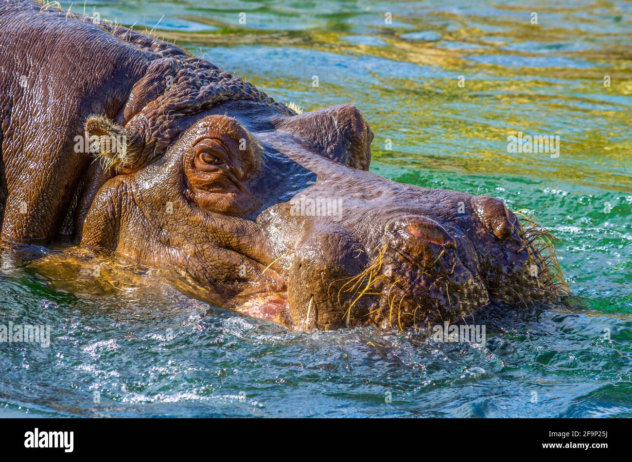 Portrait Hippopotamus, Hippopotamus amphibius Stock Photo - Alamy