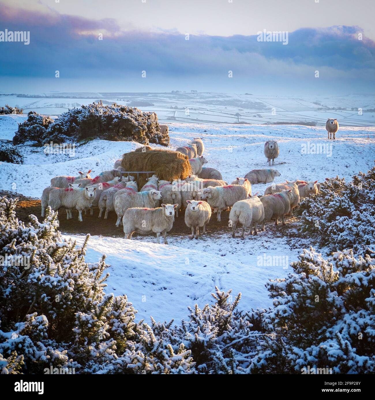 Winter view sheep feeding hi-res stock photography and images - Alamy