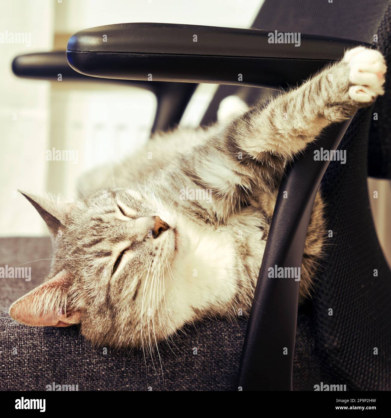 Pet sleep on computer chair in home office, coronavirus recovery ...