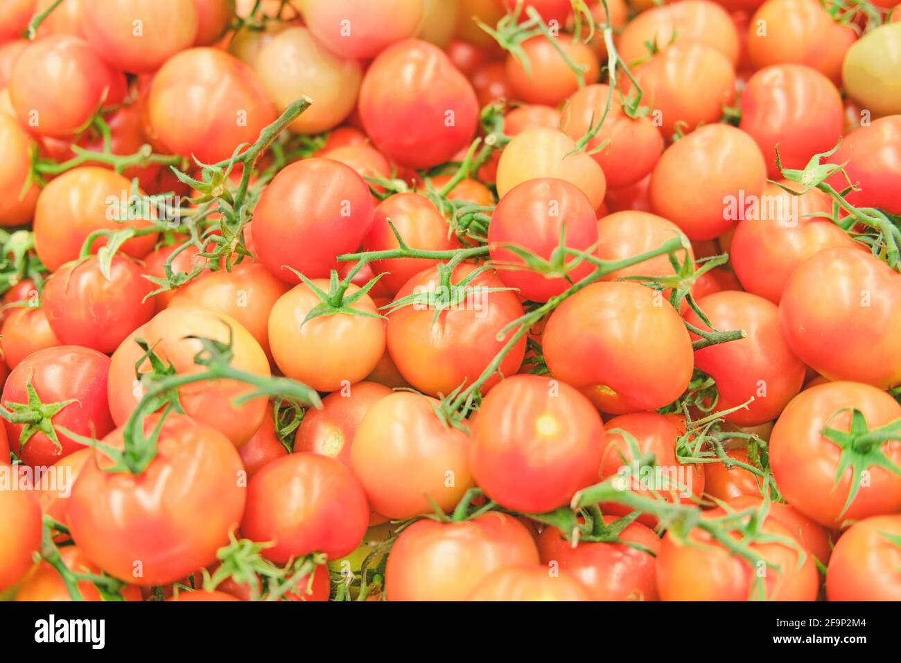 Food background light red tomatoes on green branches, pink vegetables ...