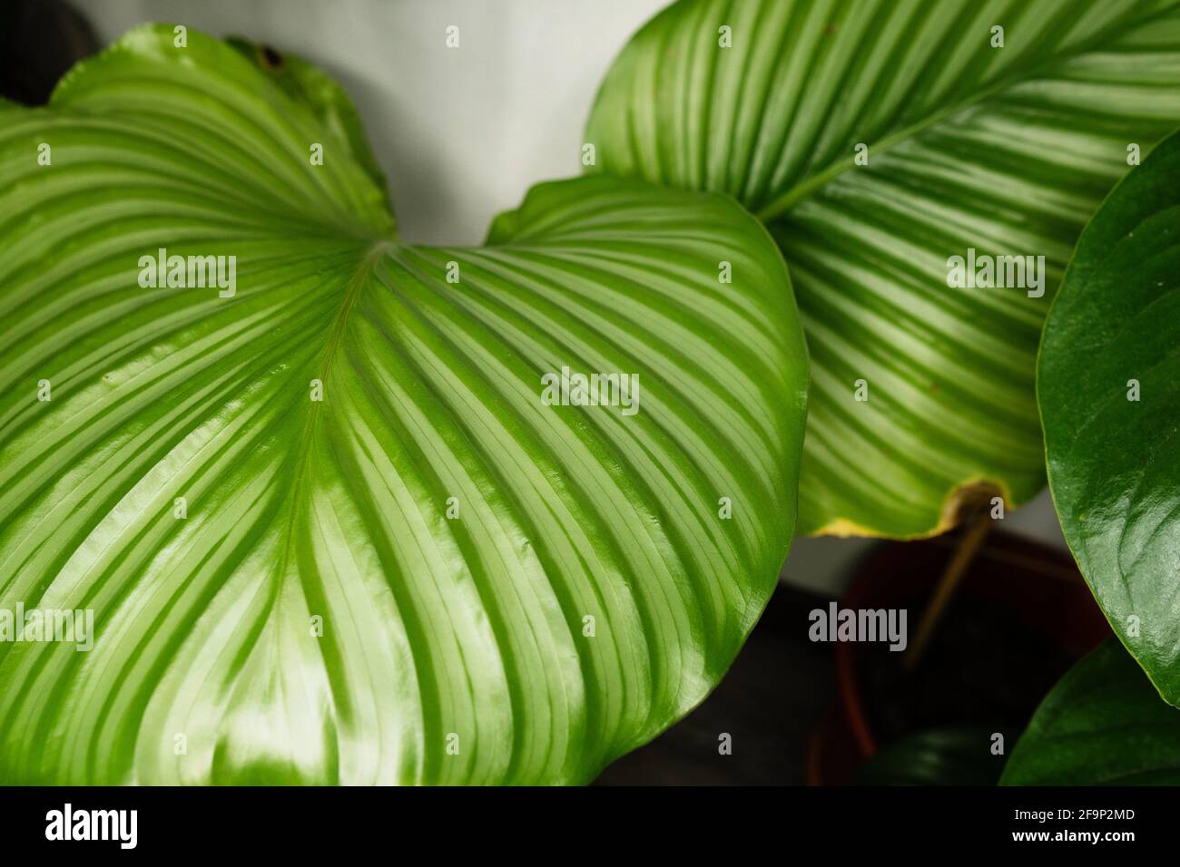 Decorations Real Calathea Leaves Composition Tropical Botanical ...