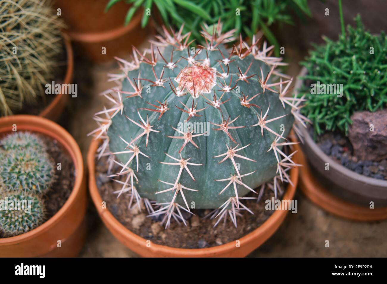 Echinocactus grusonii is a succulent plant native to Mexico. A species ...