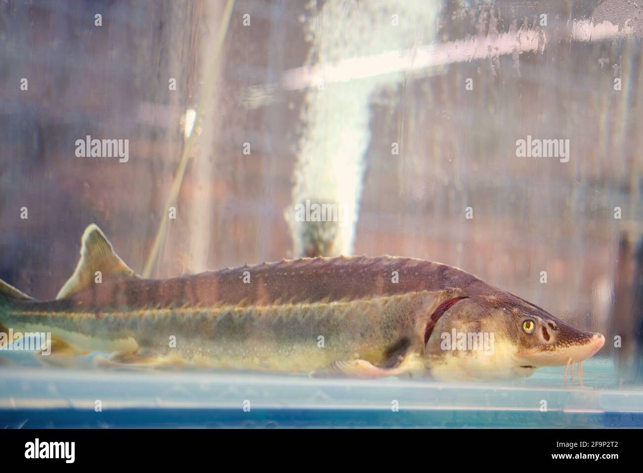 Live fish sturgeon in the aquarium store, food background Stock Photo ...