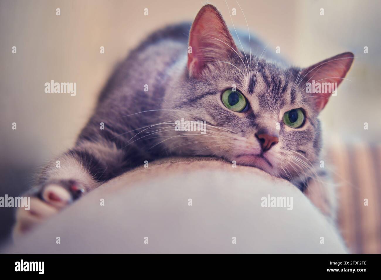Disgruntled feline hi-res stock photography and images - Alamy