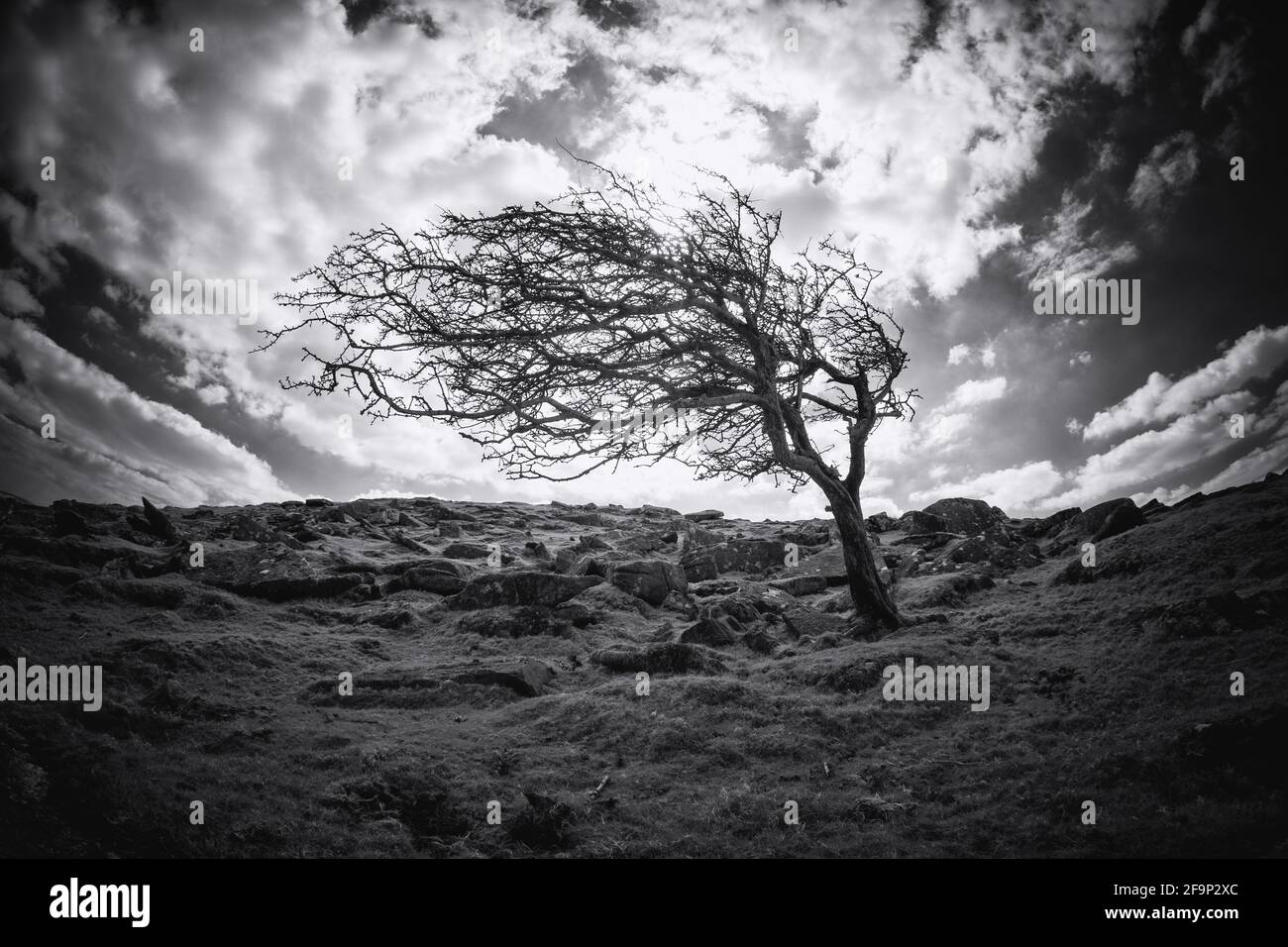 Bodmin moor lone tree in infrared Cornwall england uk black and white ...