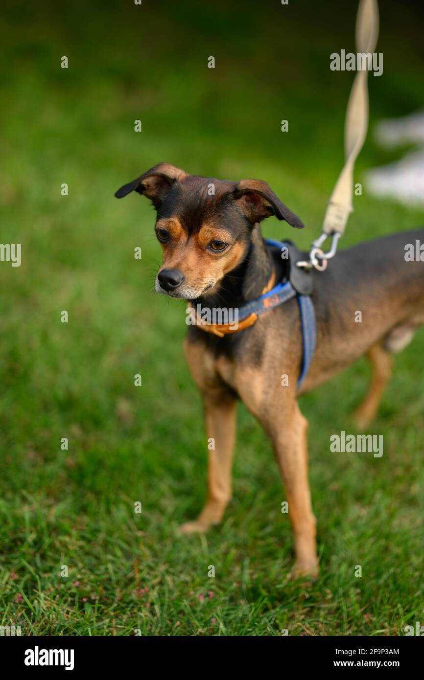 Frolics frolic hi-res stock photography and images - Alamy