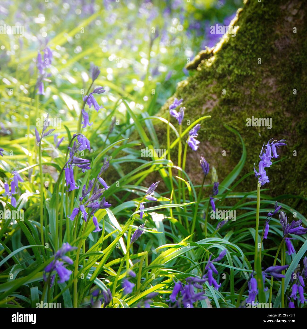 English Bluebells in Woodland Stock Photo - Alamy