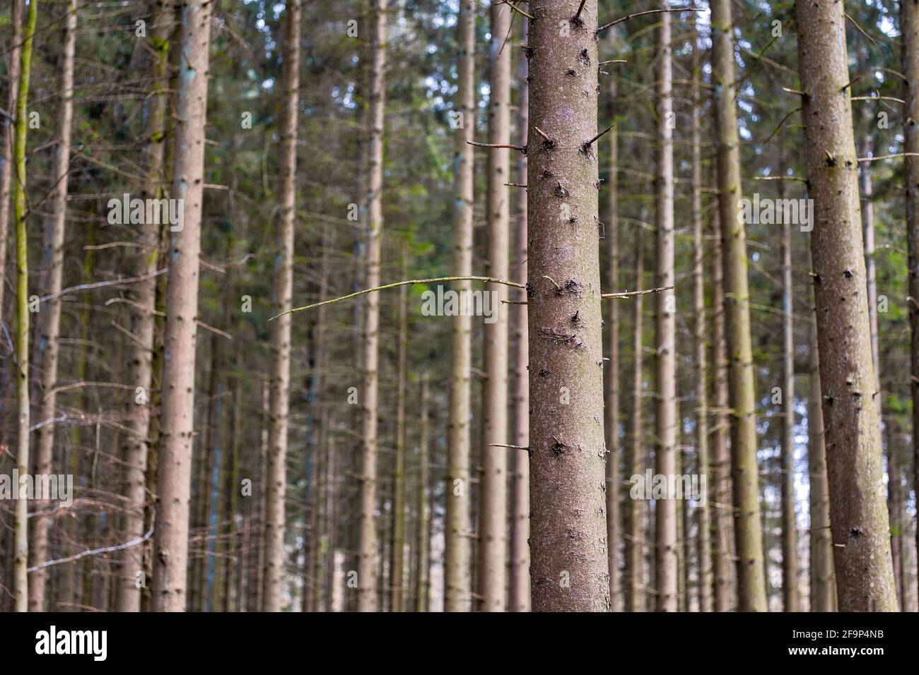 A grove of pine trees planted in a straight line, forest nature landscape background long and ...