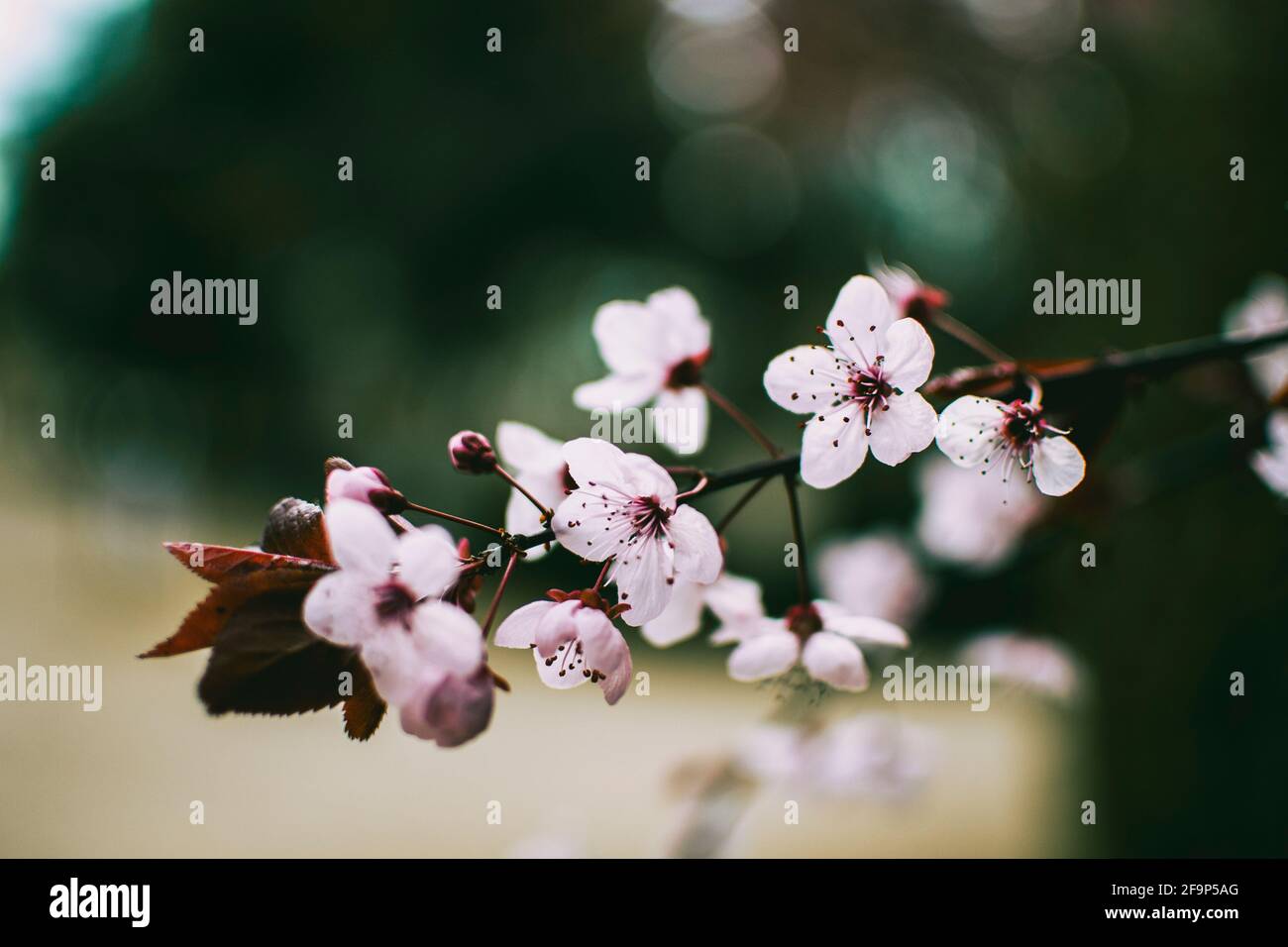 Close-up of small light pink flowers of Prunus cerasifera Stock Photo ...