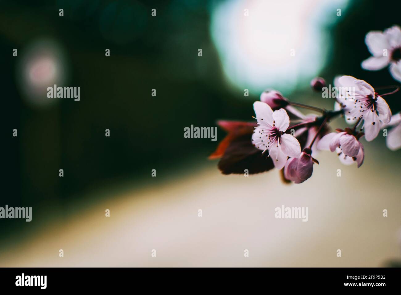 Close-up of small light pink flowers of Prunus cerasifera Stock Photo ...